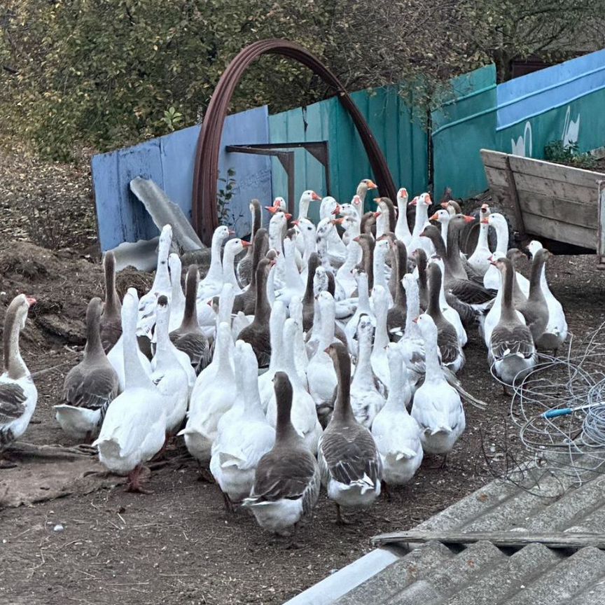 Гусиное мясо