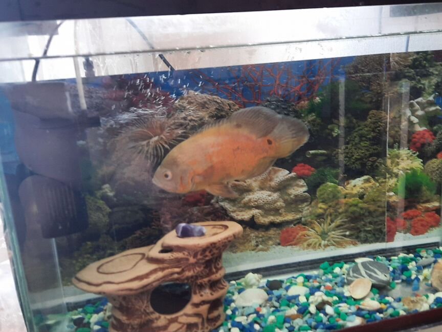 Астронотус. 20 см