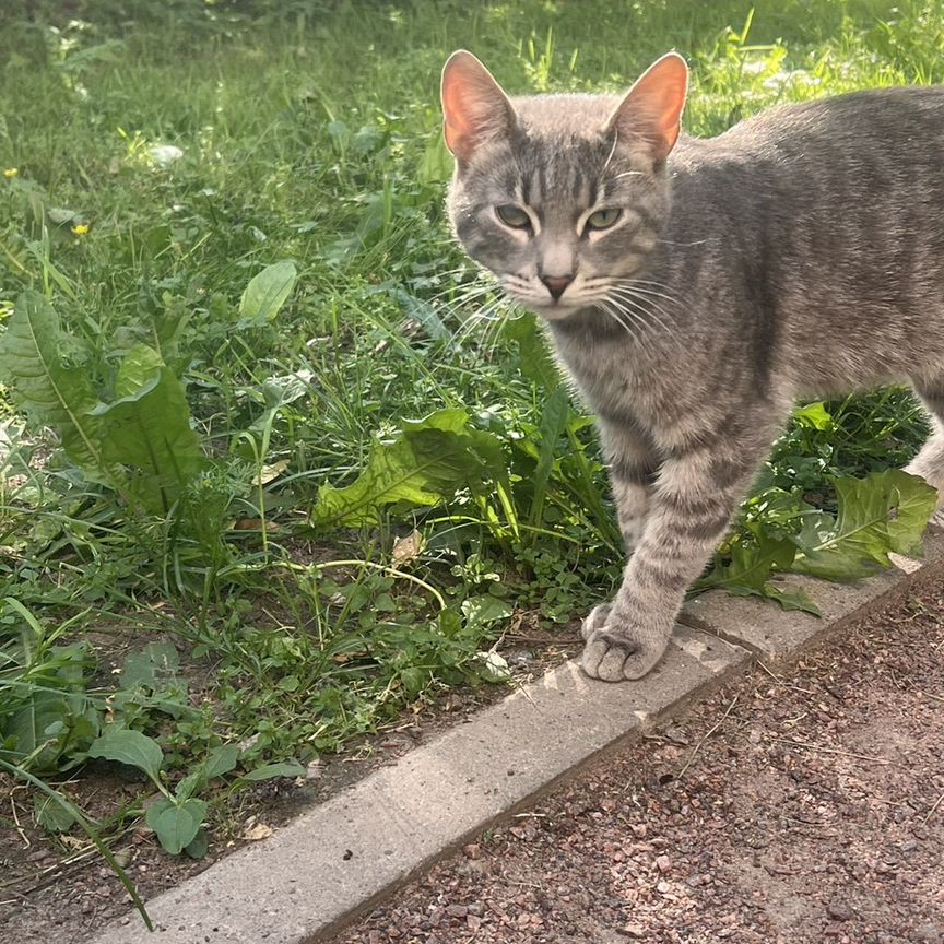 Котик Дым