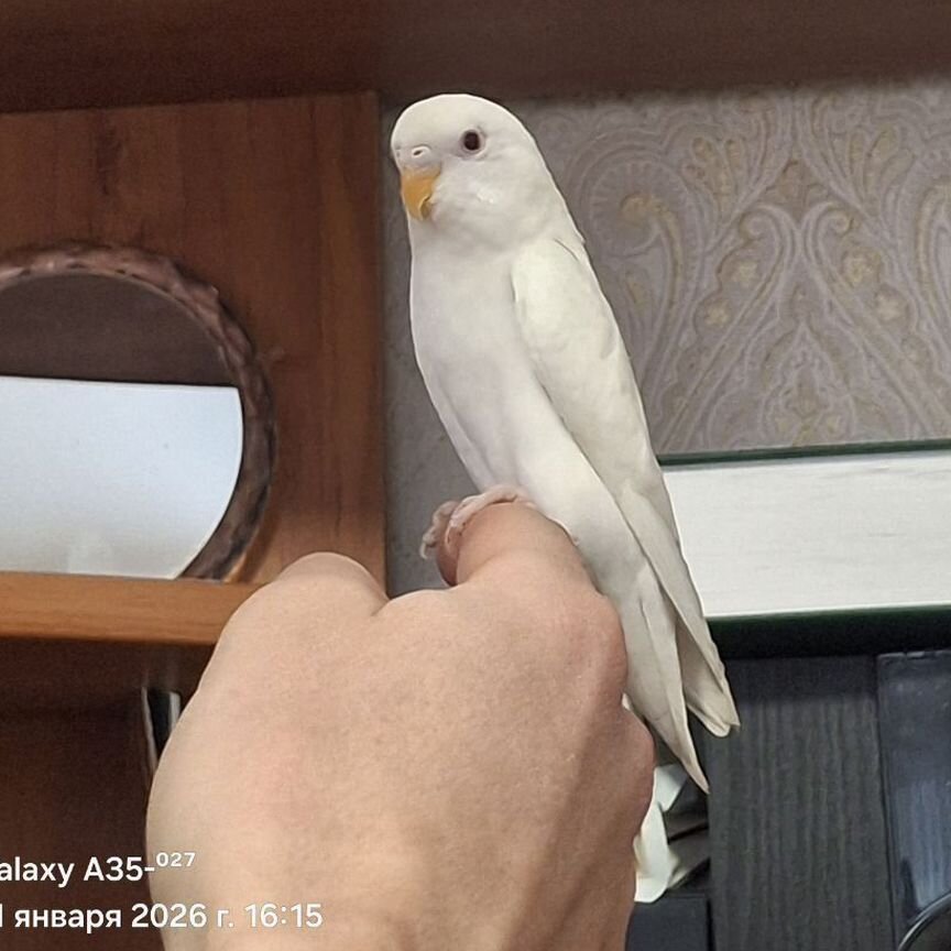 Волнистый попугай