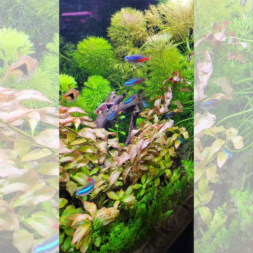 Теодоксус улитка