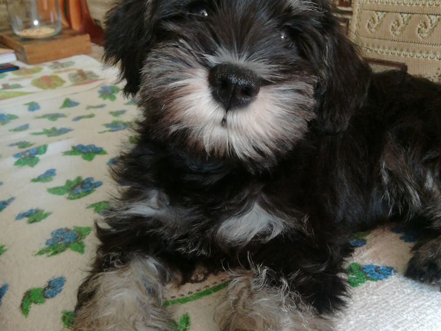 Продам цвергшнауцера