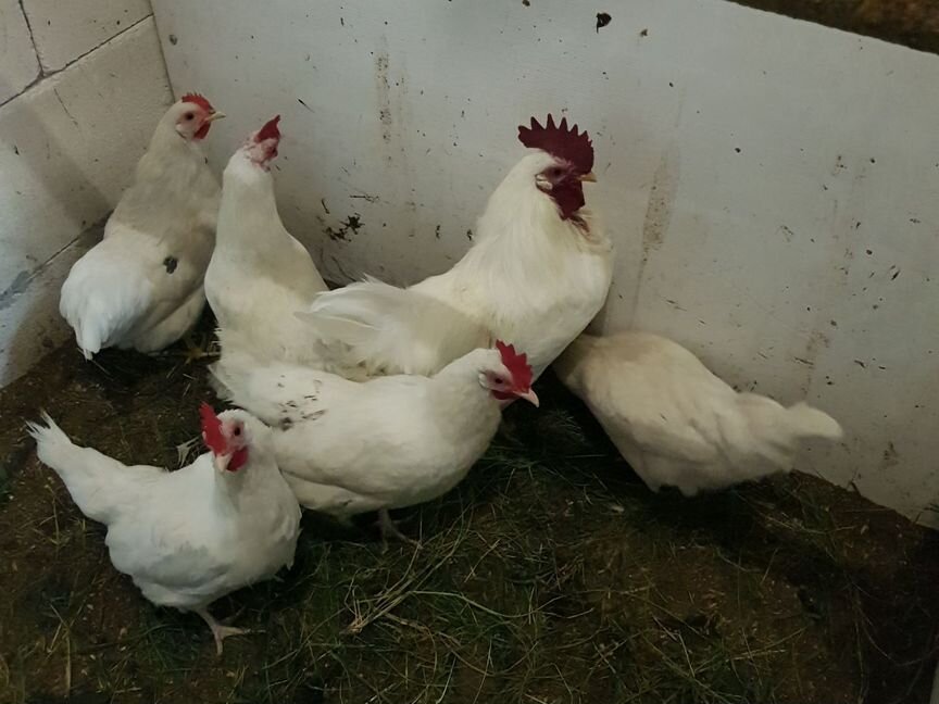 Куры мини леггорны