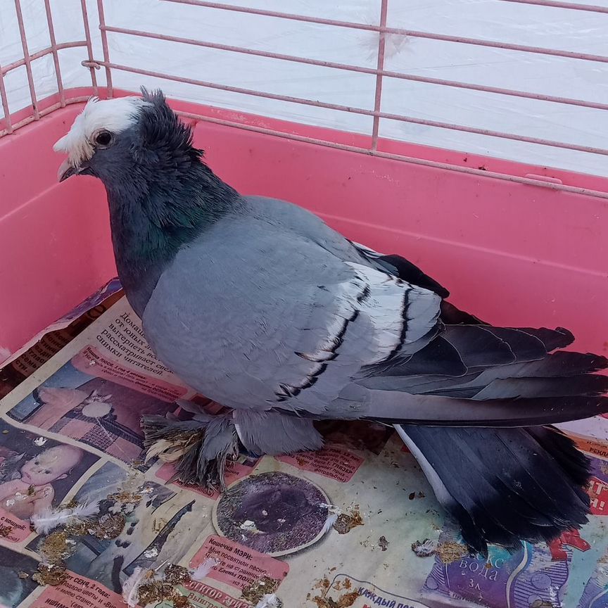 Продажа голубей