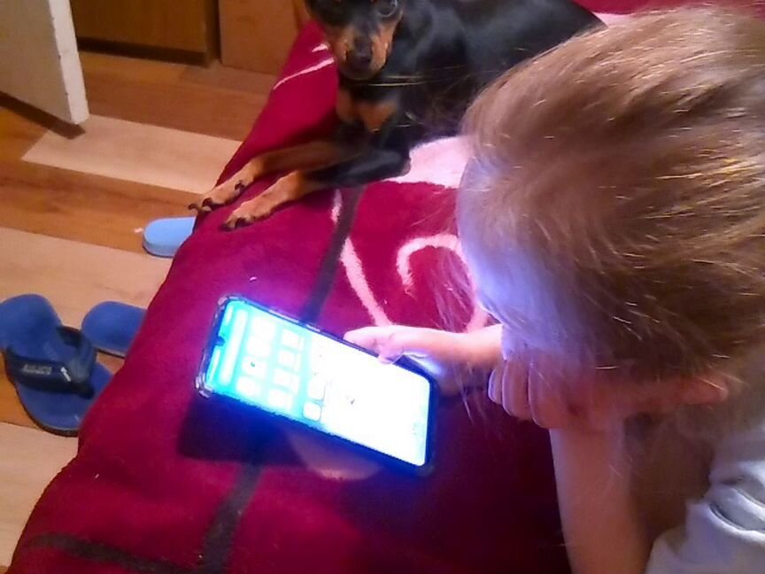 Маленькая собака