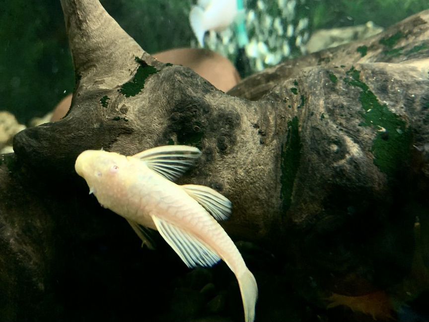 Анциструс белый