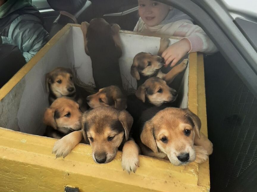 Продаются щенки рг от рабочих родителей