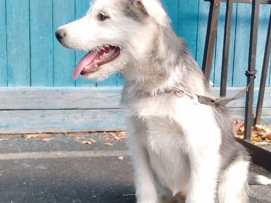 Щенок в добрые руки девочка собака