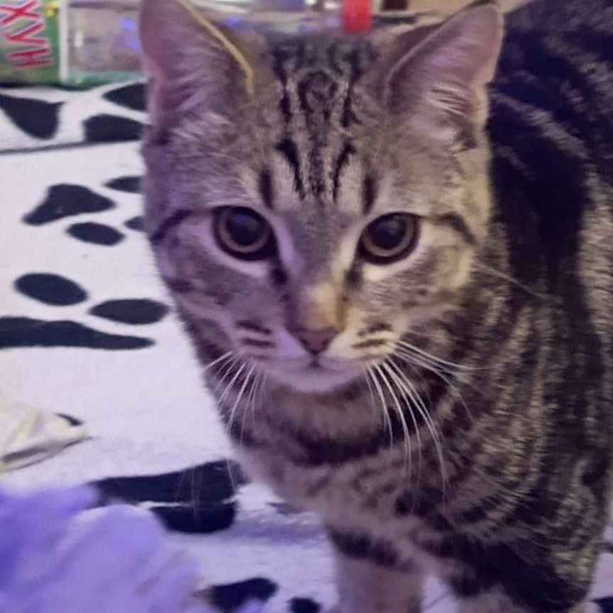 Коту нужна кошечка