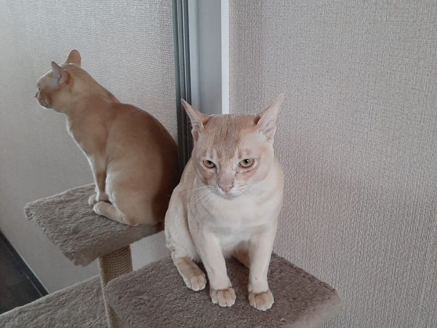 Кот для вязки. Европейская бурма