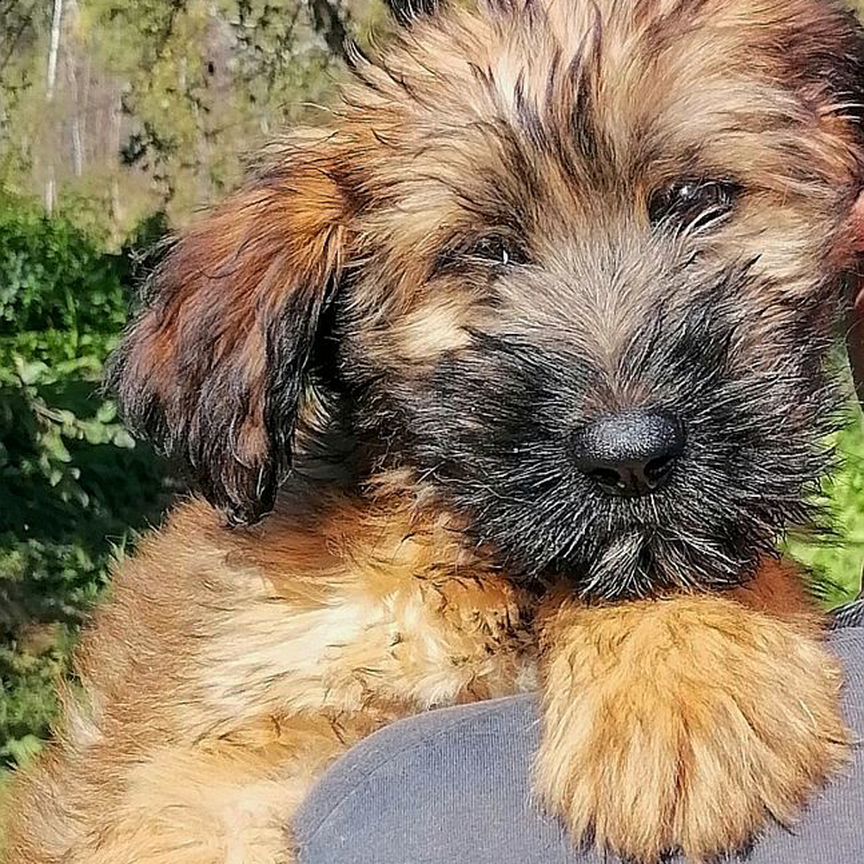 Щенки Бриара