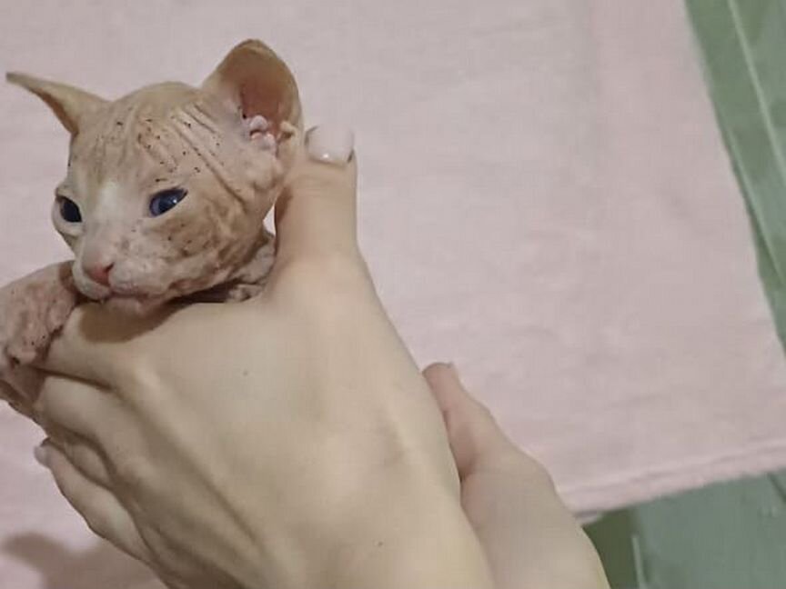 Котята сфинкс