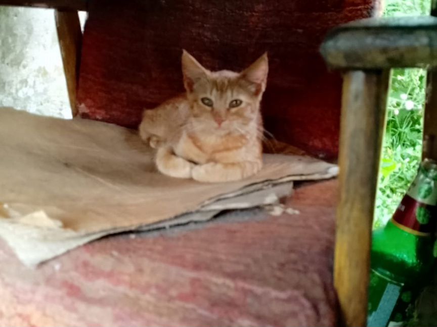 Котята ищут хороший дом