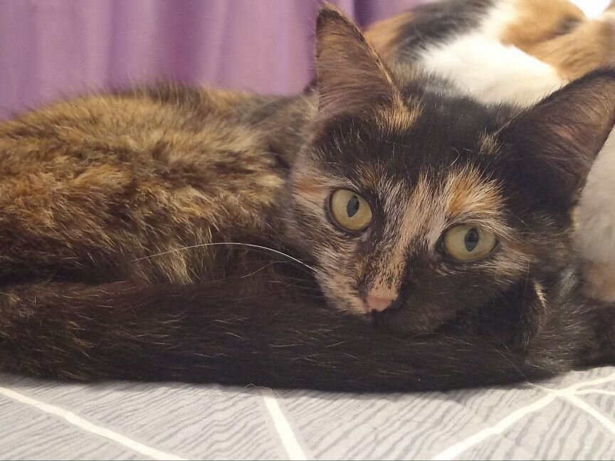 Кошечка в дар