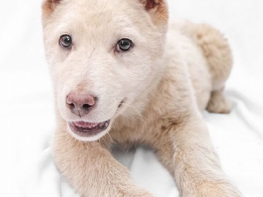 Виолка. Щенок в дар