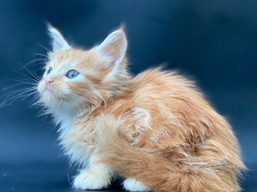 Котята мейн-кун