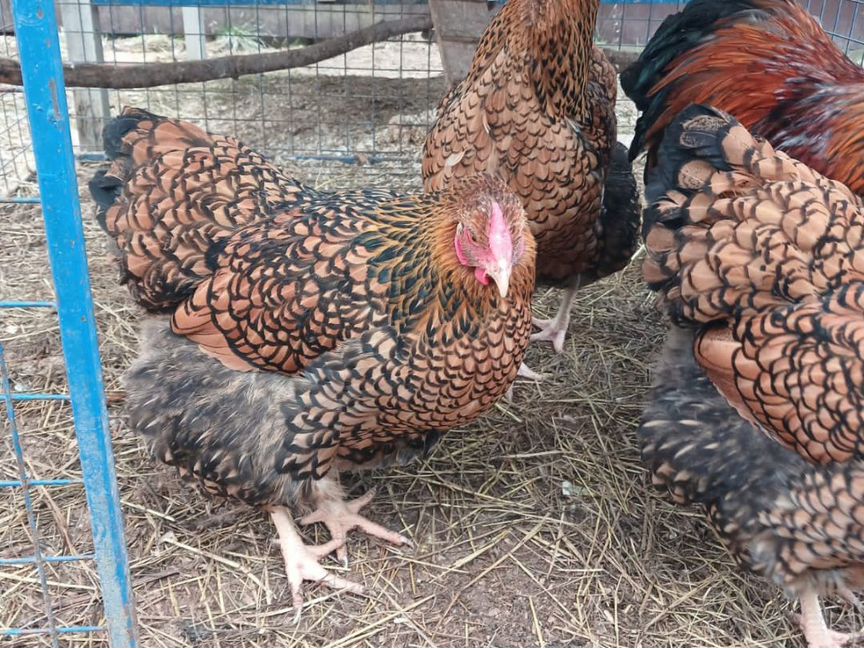 Семья кур Виандот