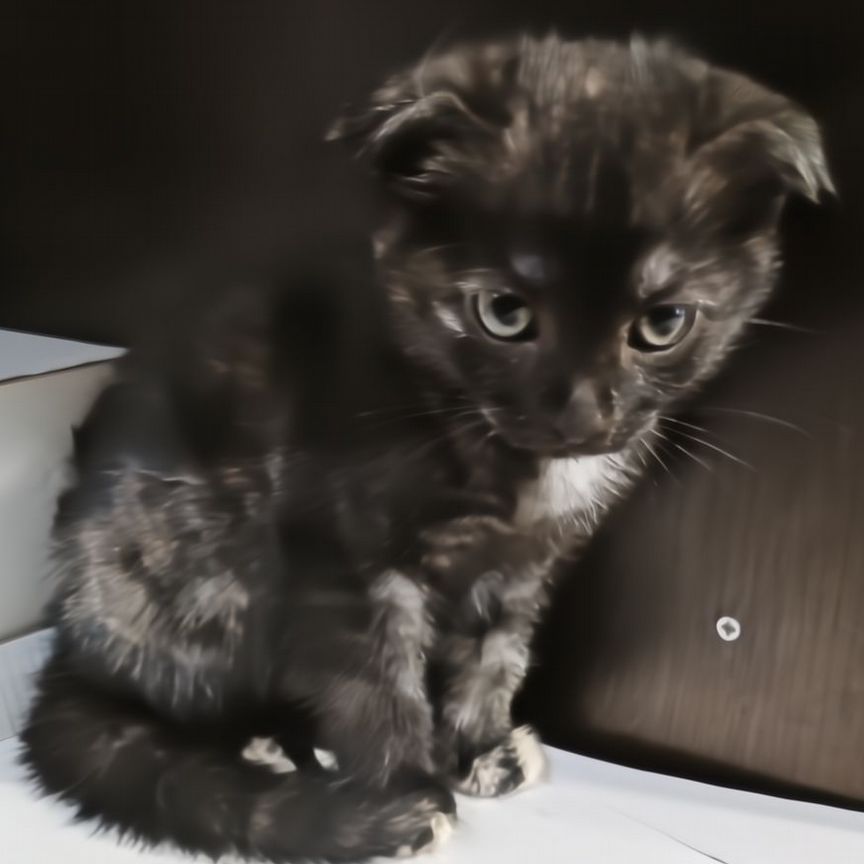 Шотландский вислоухий короткошёрстный котёнок