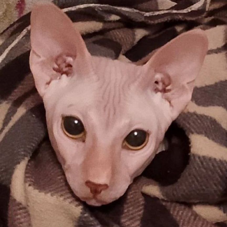 Кот сфинкс, молодой, в добрые руки, бесплатно