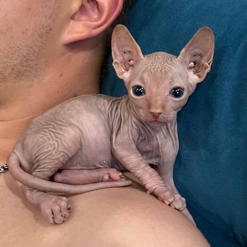 Канадский сфинкс котенок