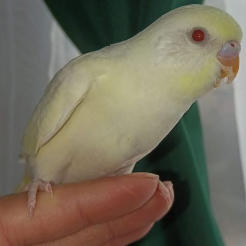 Волнистый попугай