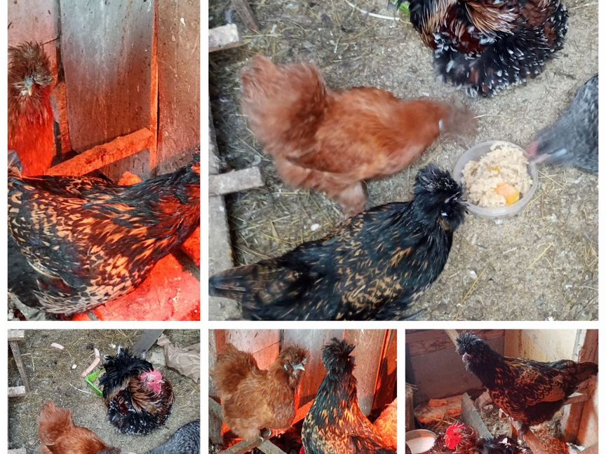 Куры молодки