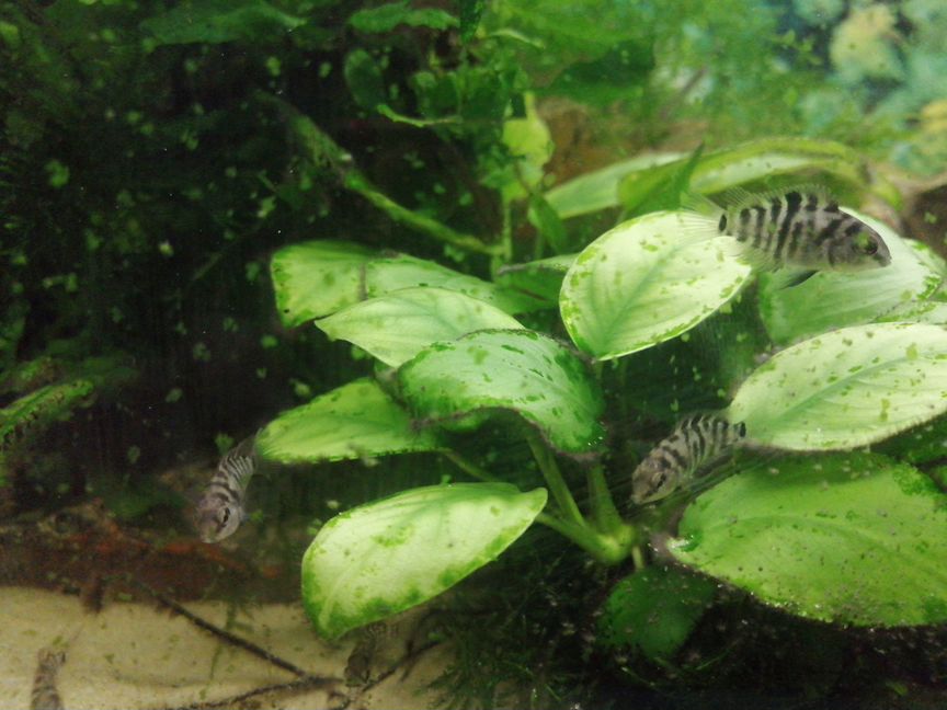 Чернополосая цихлазома