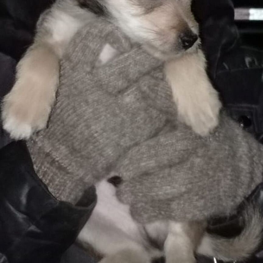 Кобелек в добрые руки Очень классный