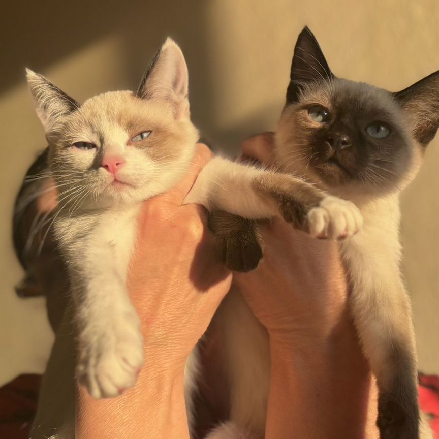 Тайский котёнок