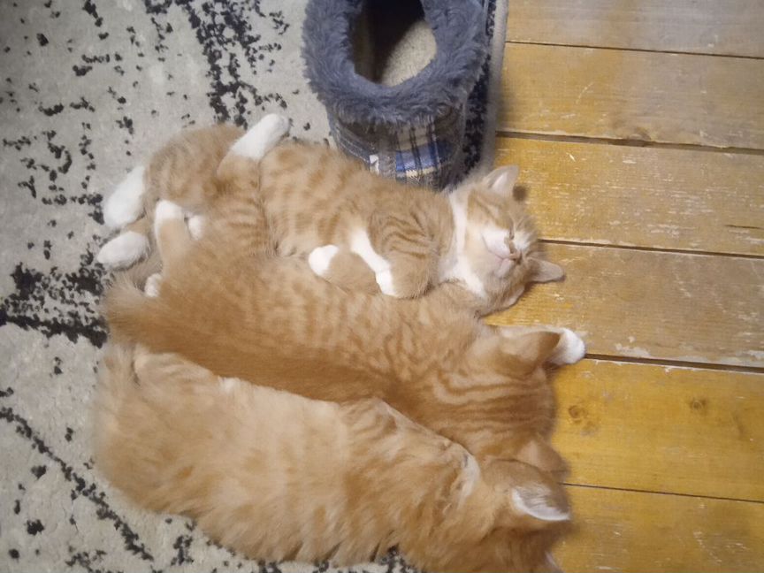 Котята