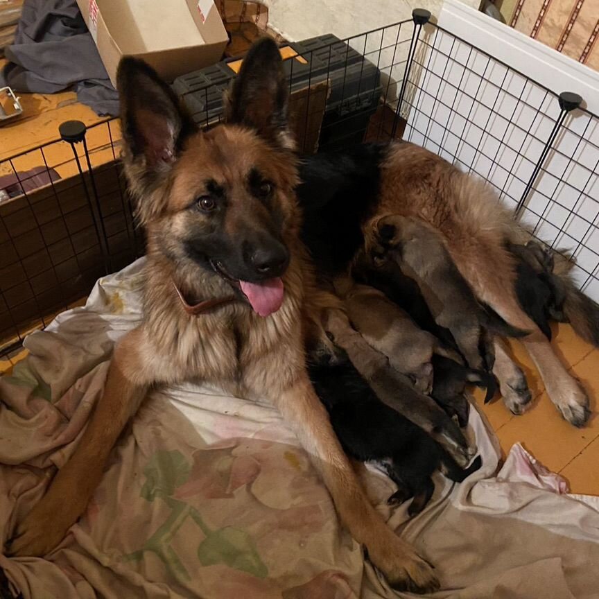 Немецкая овчарка в добрые руки(помесь)