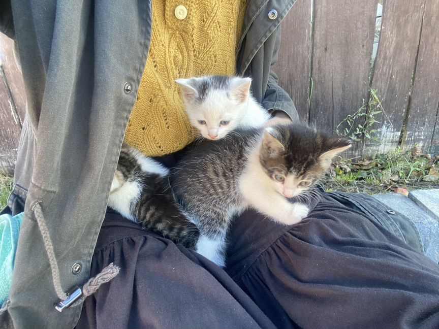 Котенок, котята в добрые руки