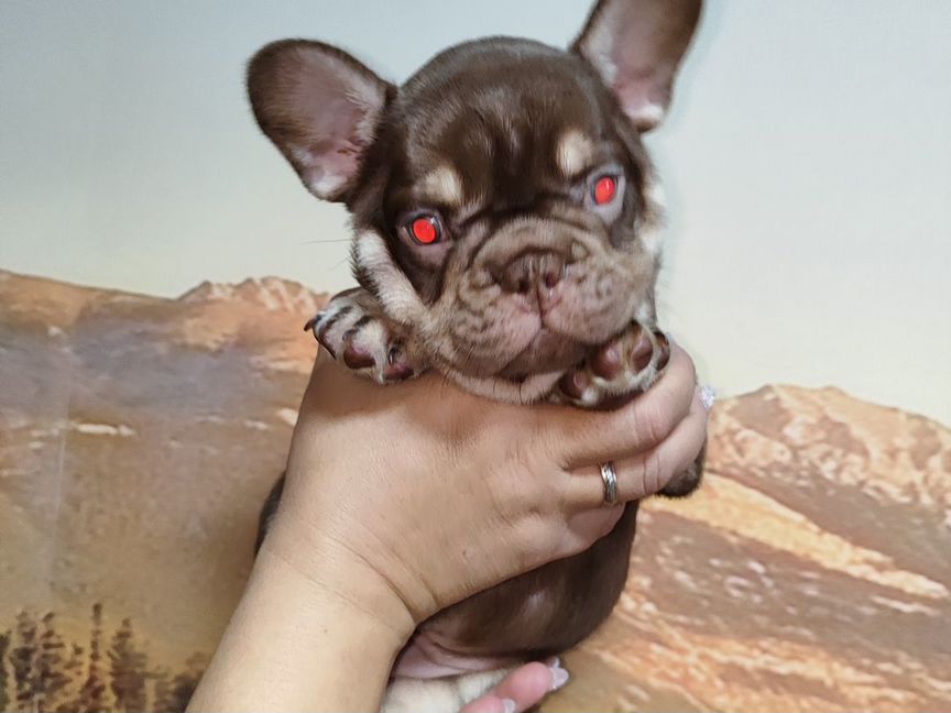 Щенки французского бульдога