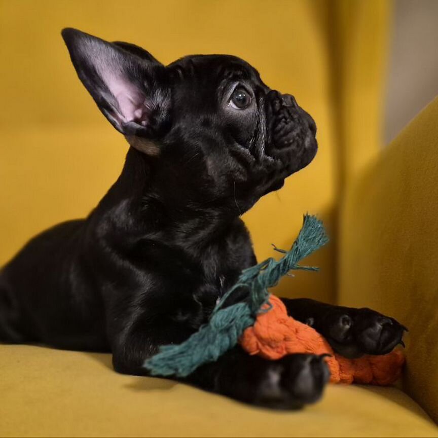 Французский бульдог, щенок