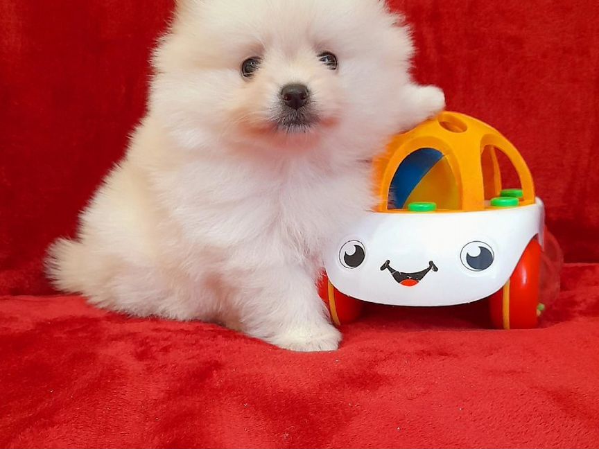 Шпиц (девочка)