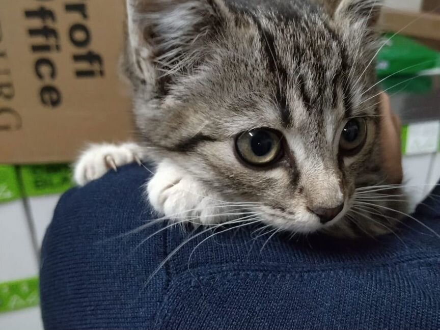 Котенок бесплатно