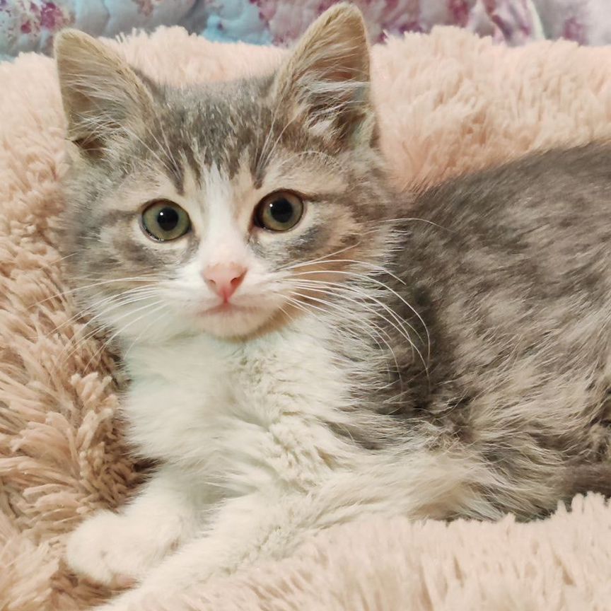 Котёнок в добрые руки