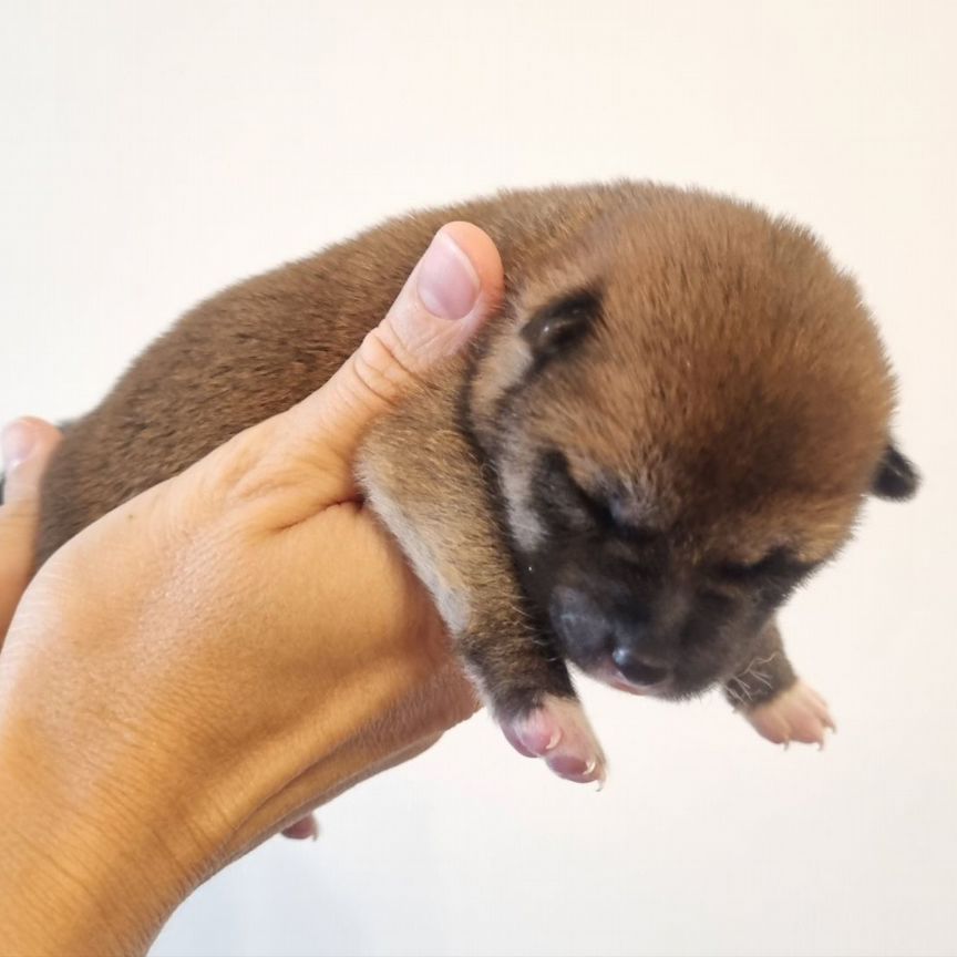 Щенки сиба ину