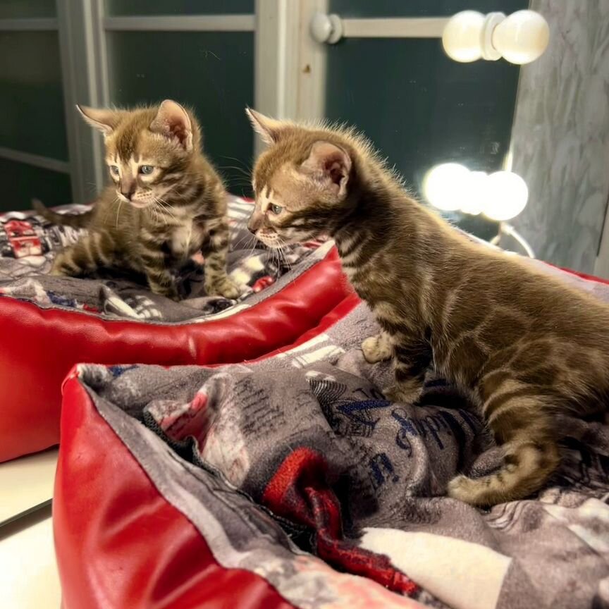 Бенгальские котята
