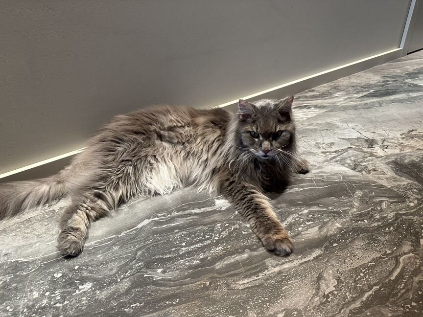 Отдам кота бесплатно+ деньги на еду каждый месяц