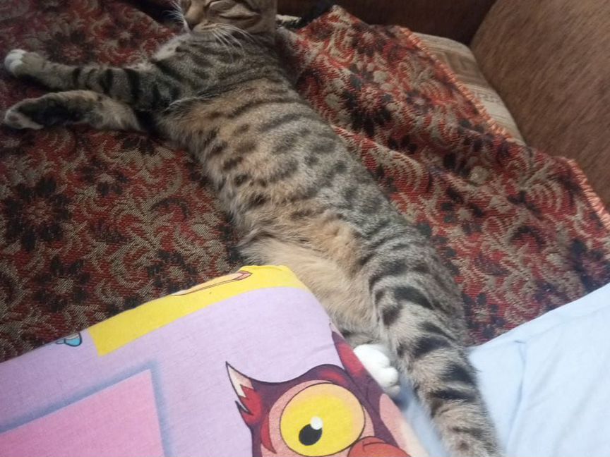 Отдам кота в добрые руки