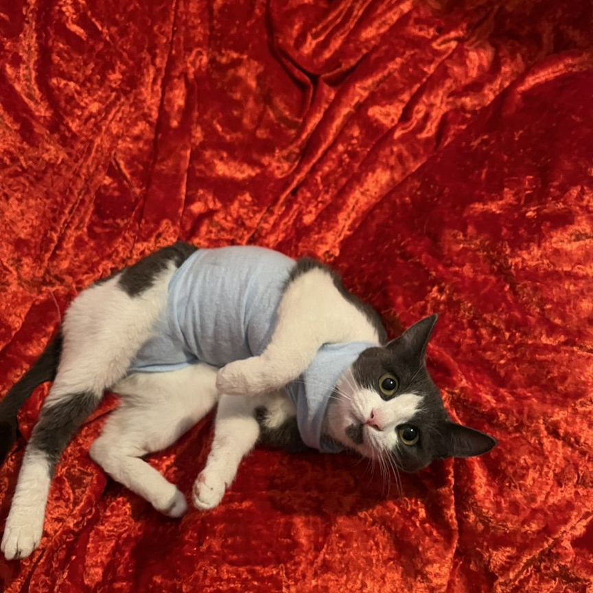 Домашней кошке нельзя на улицу