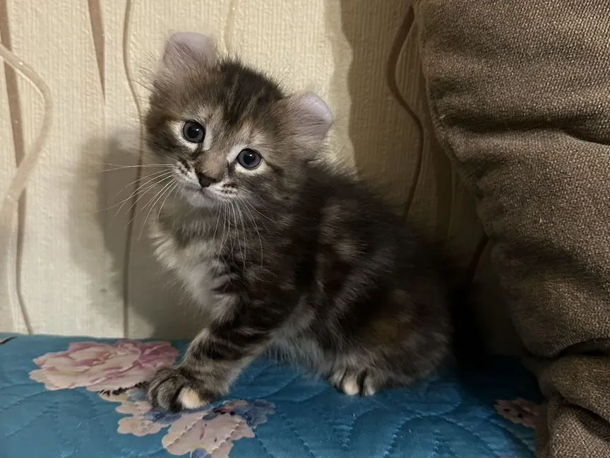 Котенок американского керла