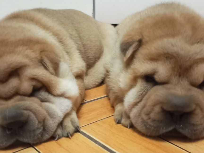 Щенки шарпей