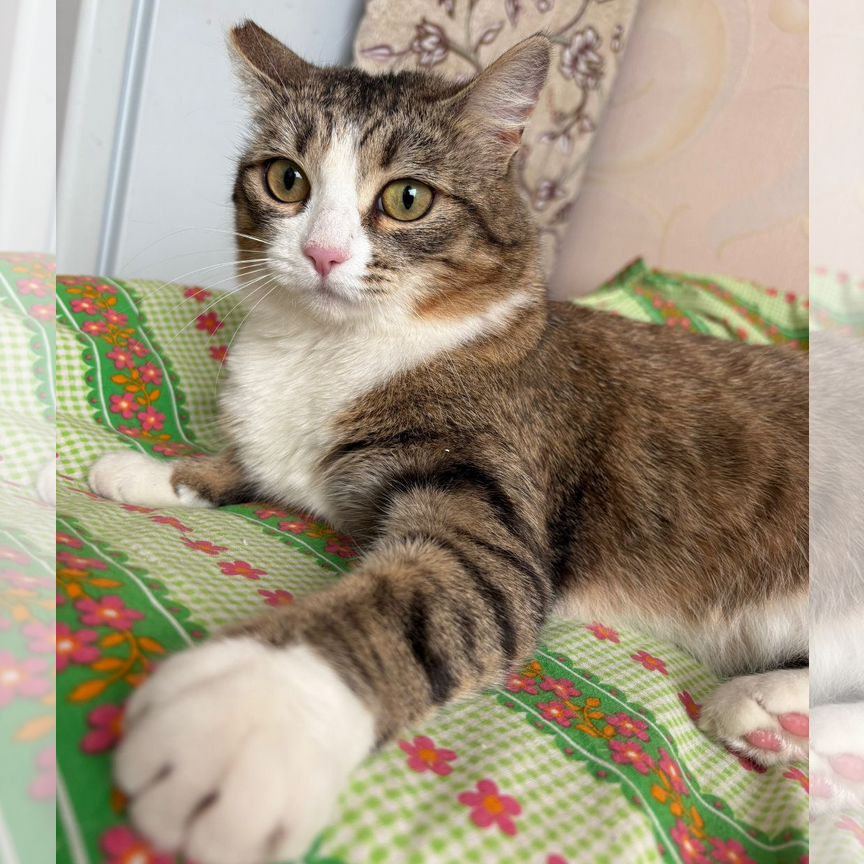 Взрослая, кошка в добрые руки