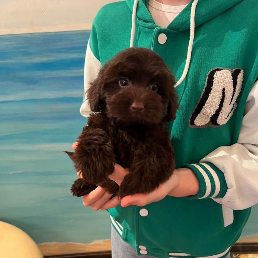 Горький шоколад. Мальтипу ф1, мальчик