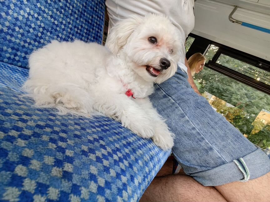 Мальтипу f1 мальчик