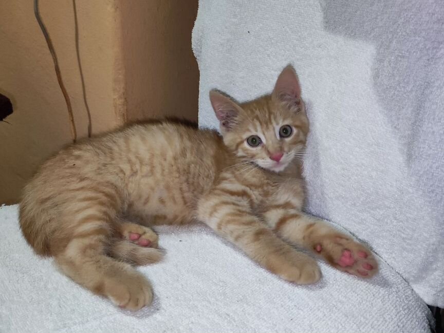 Марсель 2,5 мес в самые добрые руки