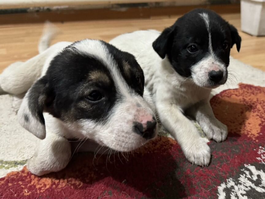 Собака в добрые руки отдам бесплатно