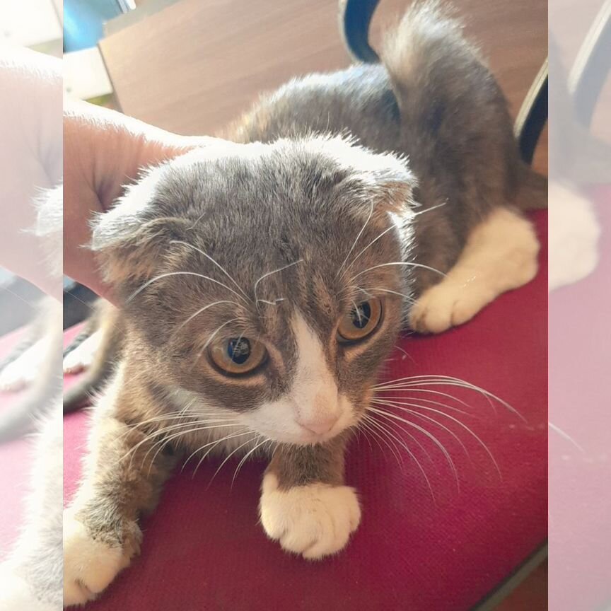 Котята в добрые руки бесплатно